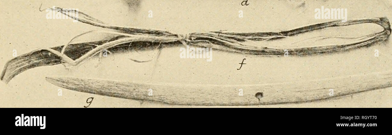 Splint images hi-res stock photography and images - Alamy