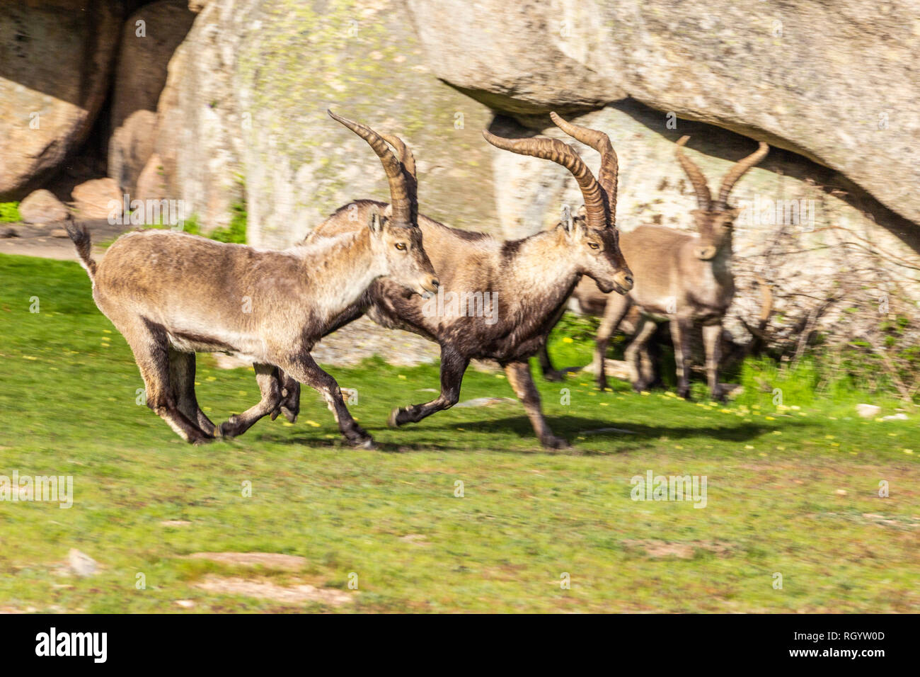 The amazing Spanish Mountain Goat an amazing antelope that lives in the ...