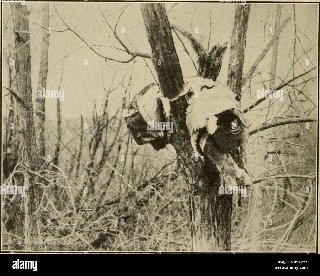 . Bulletin. Ethnology. a. TREE BURIAL NEAR FORT KEOGH, MONT.. BODY OF ...
