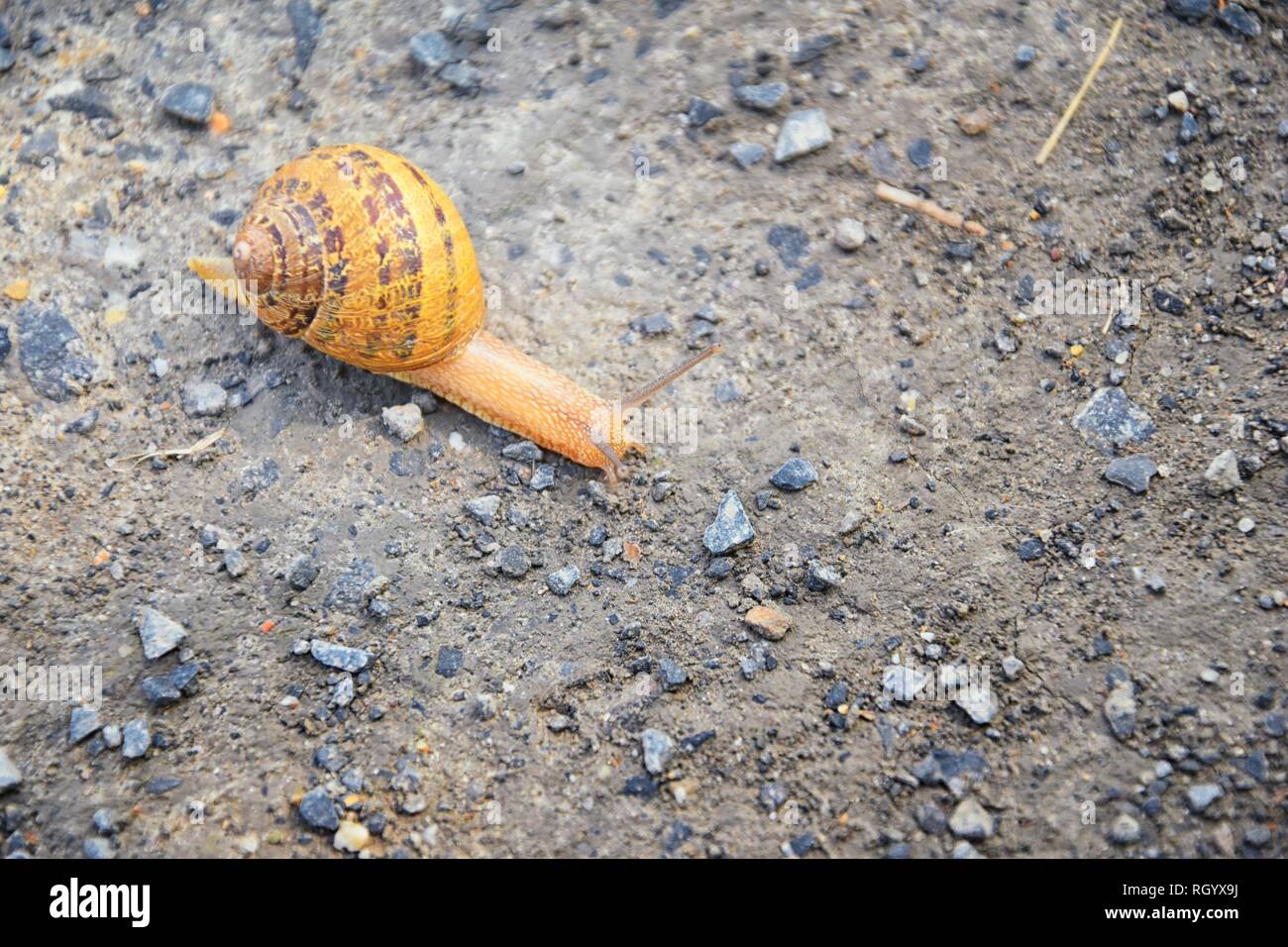 Macro view of common Brown Garden Snail (Cornu aspersum) which is a ...