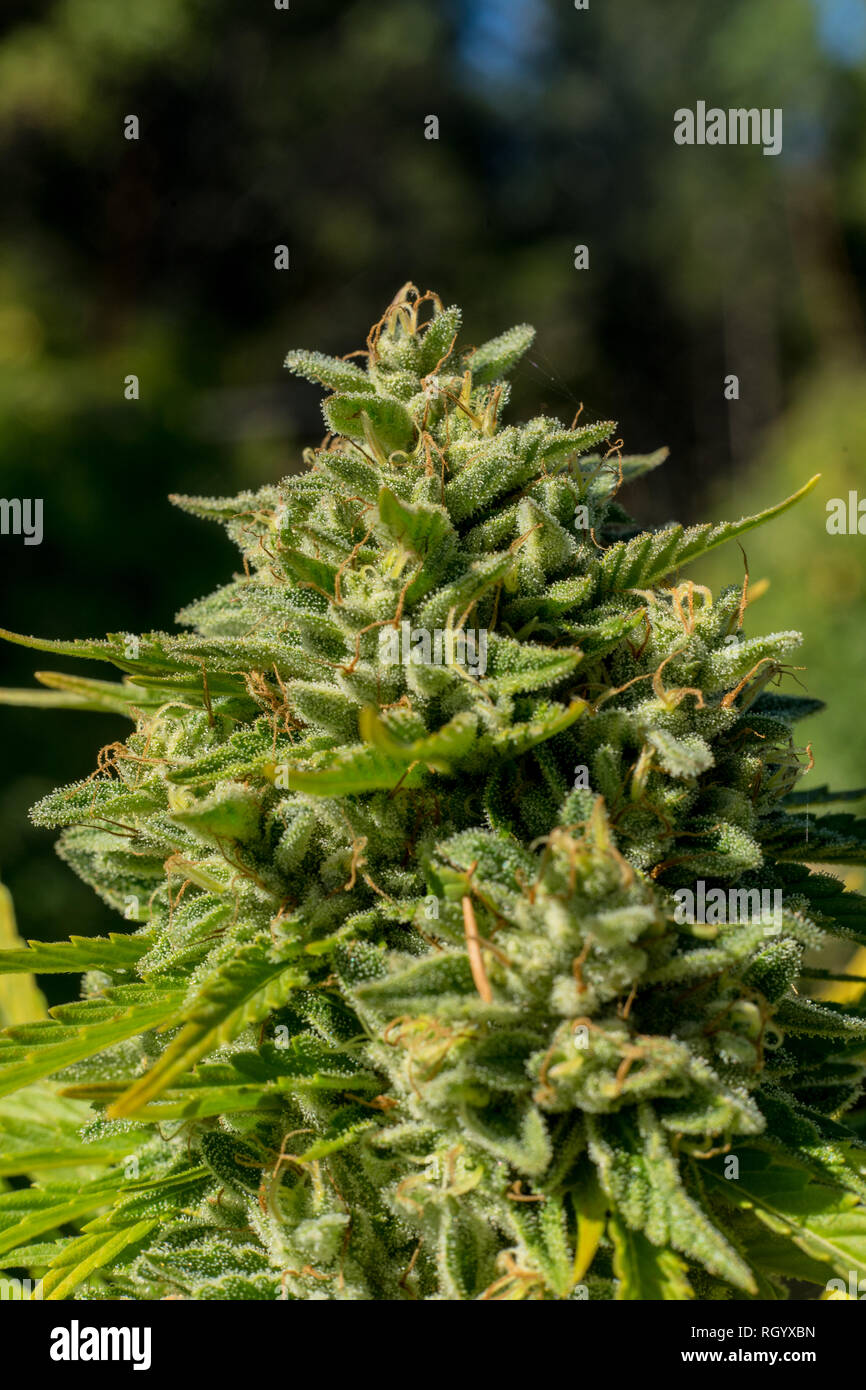 Bhang farming hi-res stock photography and images - Alamy