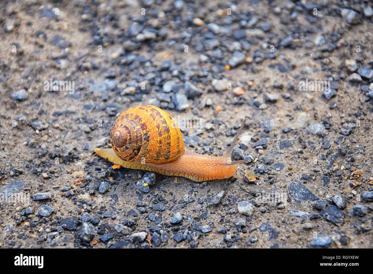 Macro view of common Brown Garden Snail (Cornu aspersum) which is a ...