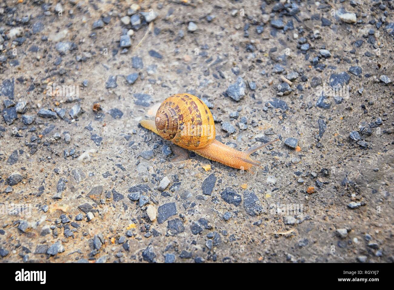 Macro view of common Brown Garden Snail (Cornu aspersum) which is a ...