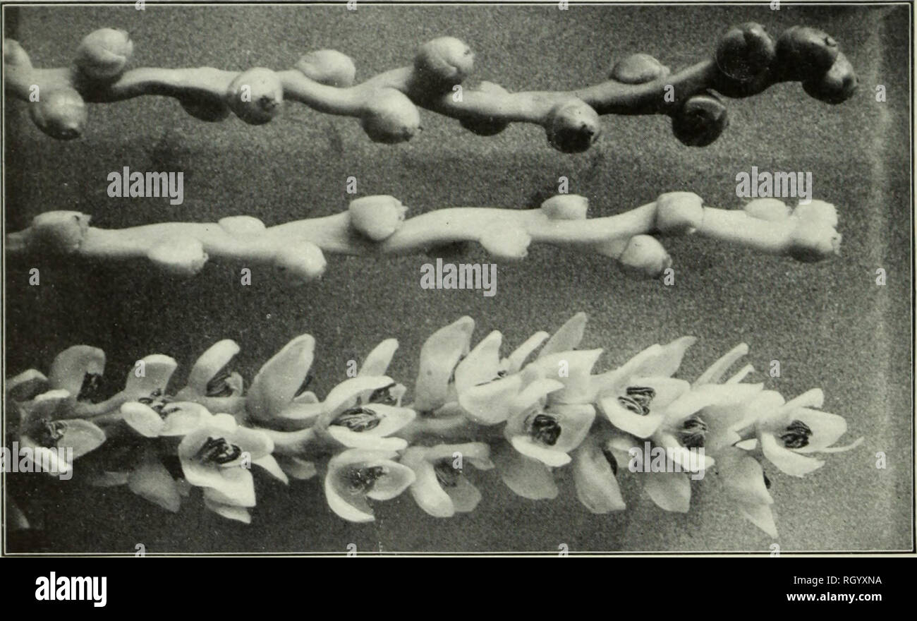 Male pollen flowers of date palm hi-res stock photography and images ...