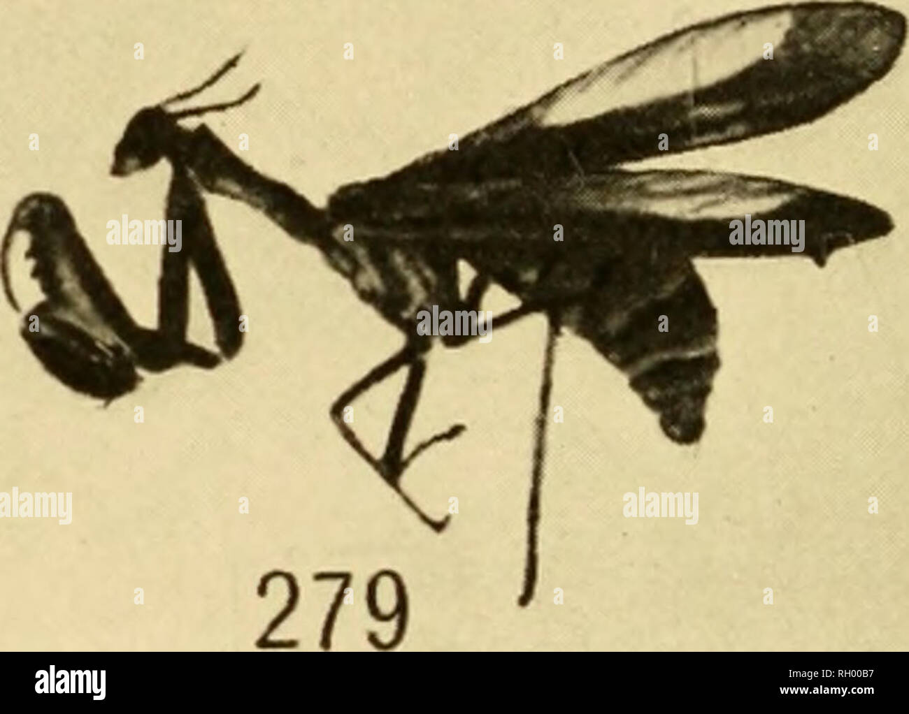 . Bulletin. Geography. 278 Fig. 278.—A brownie-bug {Enchenopa binotata ...