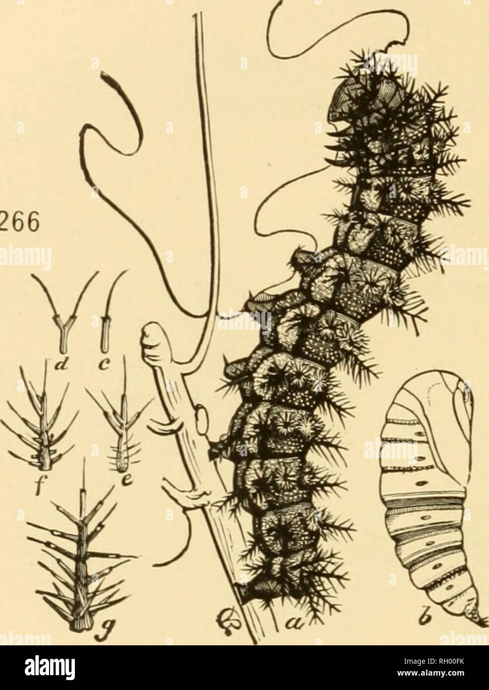 . Bulletin. Geography. 268 THICKET COMMUNITIES The dogwood is fed upon ...