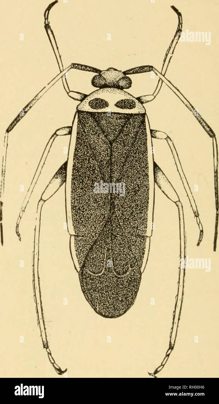 . Bulletin. Geography. 262 Fig. 261.—The tarnished plant-bug {Lygus ...