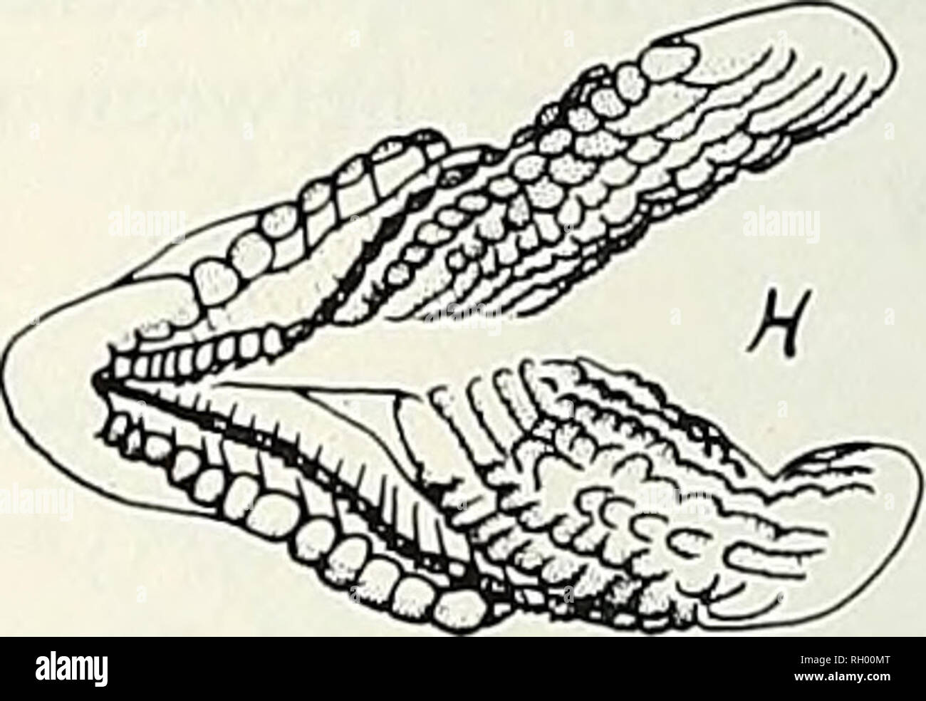 Peristomium High Resolution Stock Photography and Images - Alamy