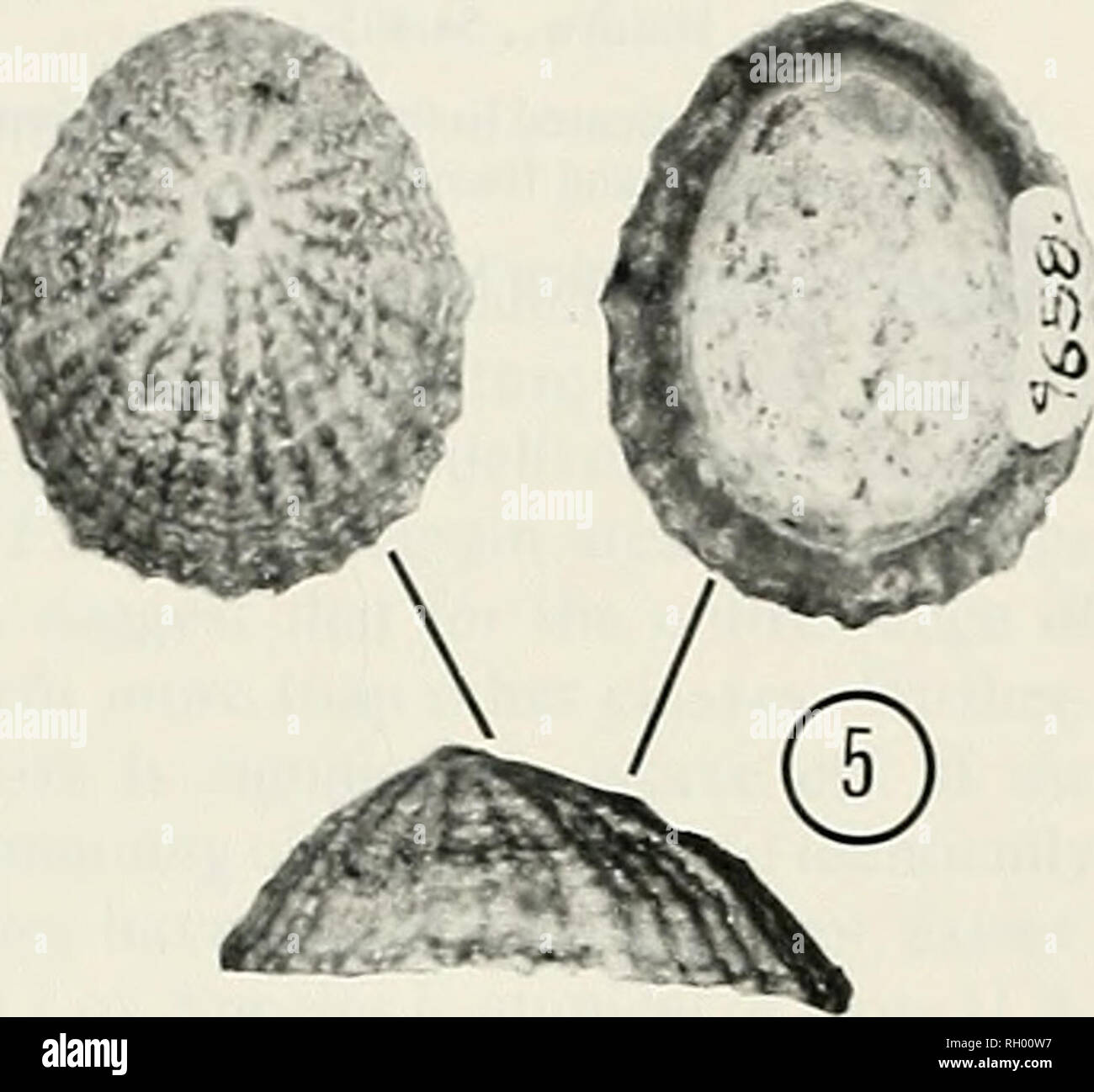 Collisella scabra hi-res stock photography and images - Alamy