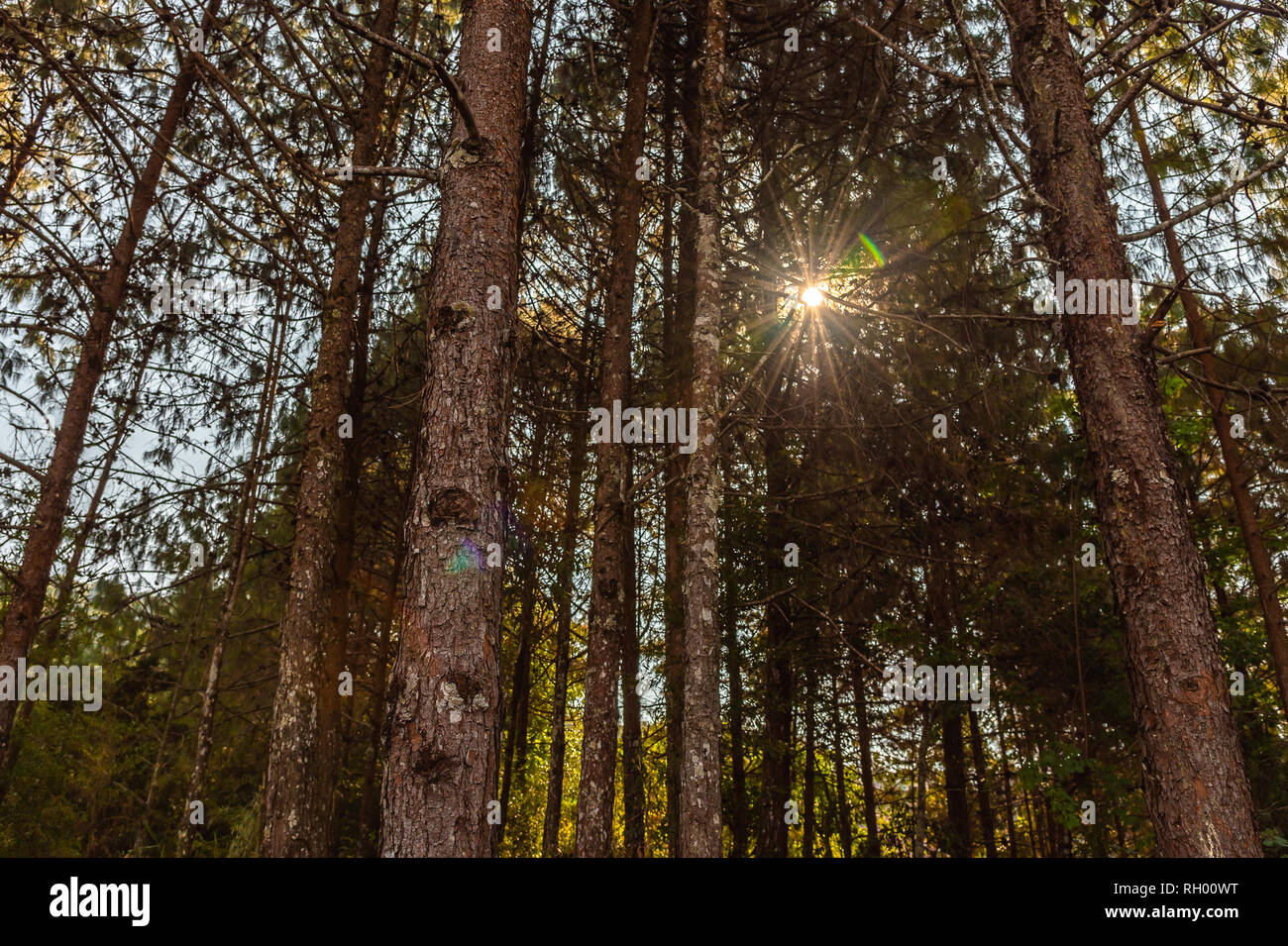 Sun rays through trees Stock Photo - Alamy
