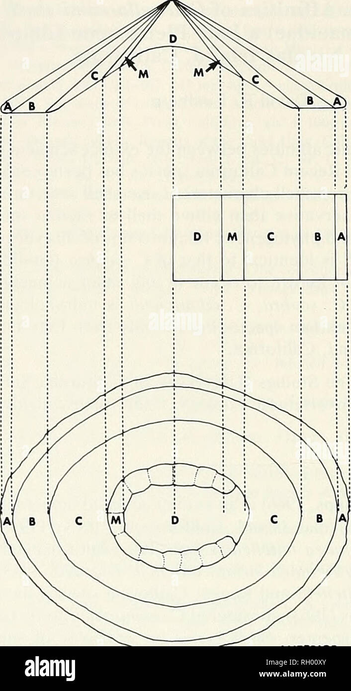 . Bulletin. Science; Natural history; Natural history. 66 SOUTHERN ...