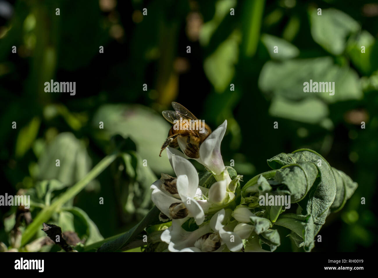 Bee or wasp standing on a plant of beans sucking its flowers, Macro ...