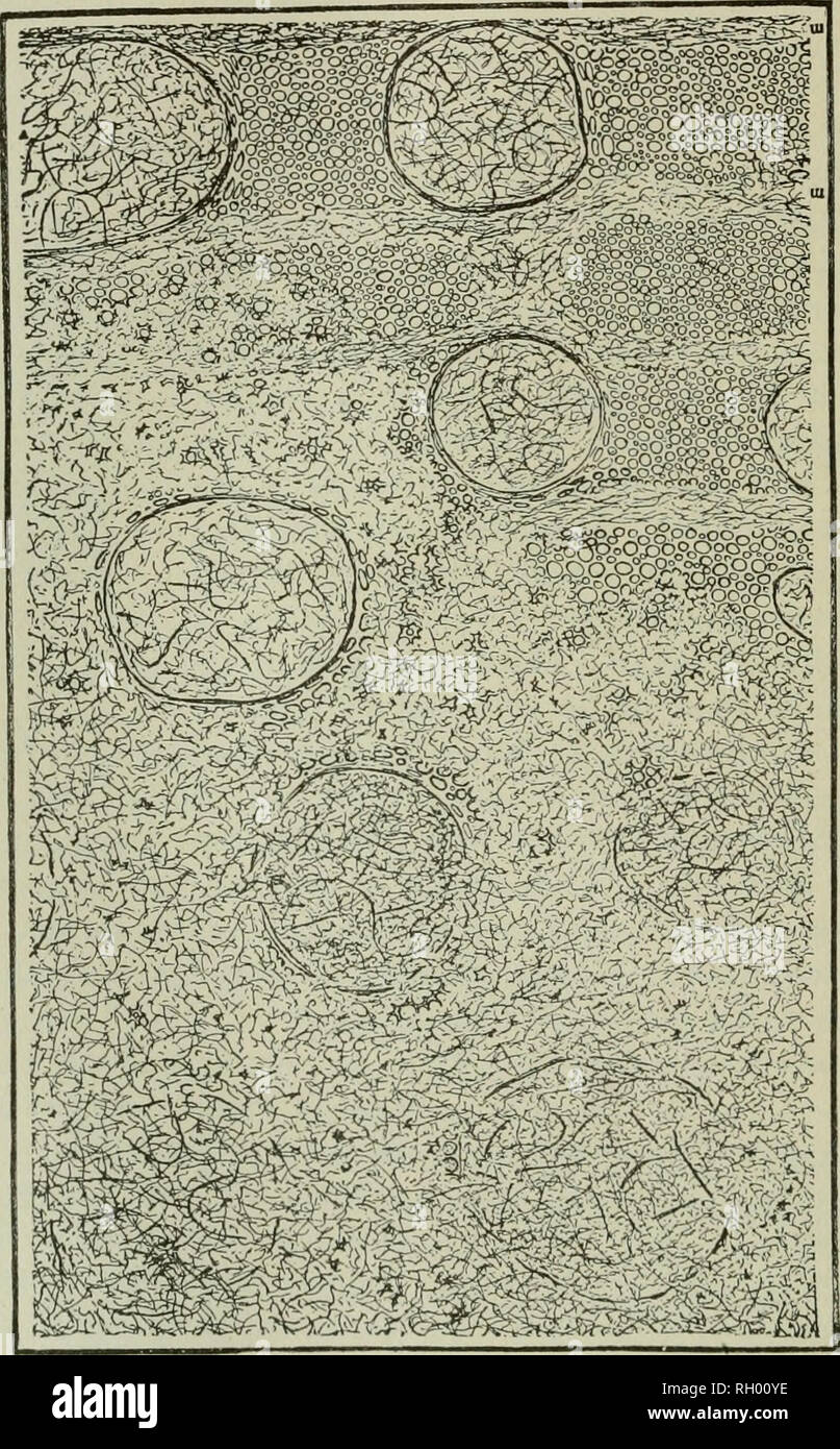 Sapwood Decay High Resolution Stock Photography and Images - Alamy