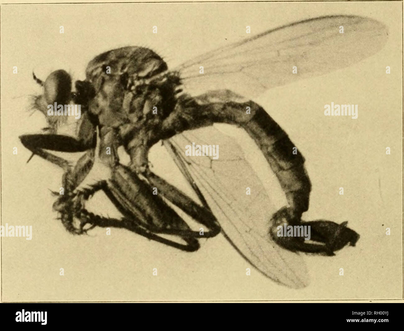 Robber fly beetle hi-res stock photography and images - Alamy