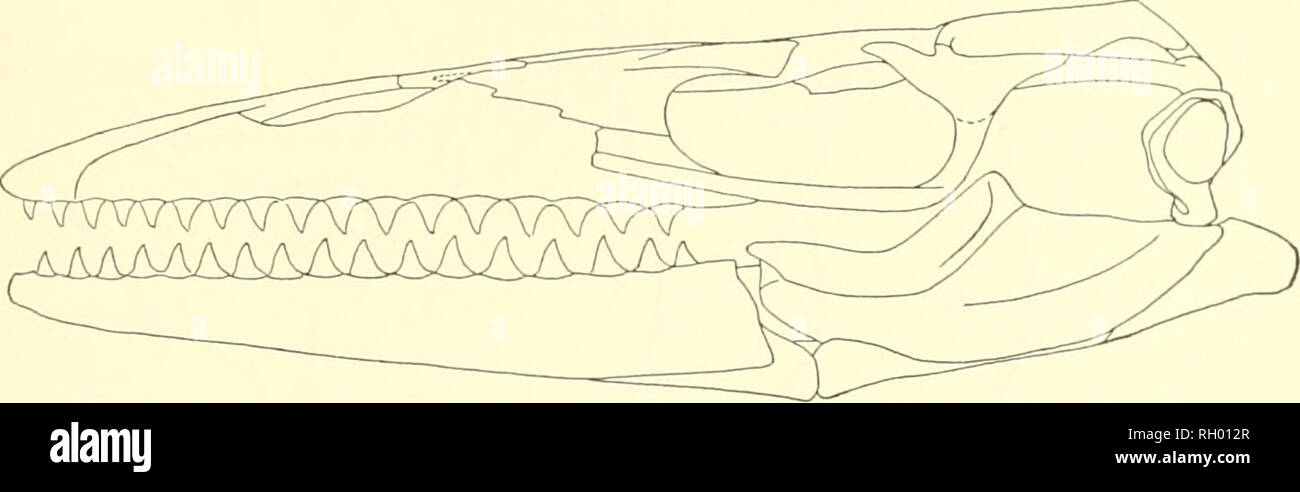 Mosasaurs teeth hi-res stock photography and images - Alamy