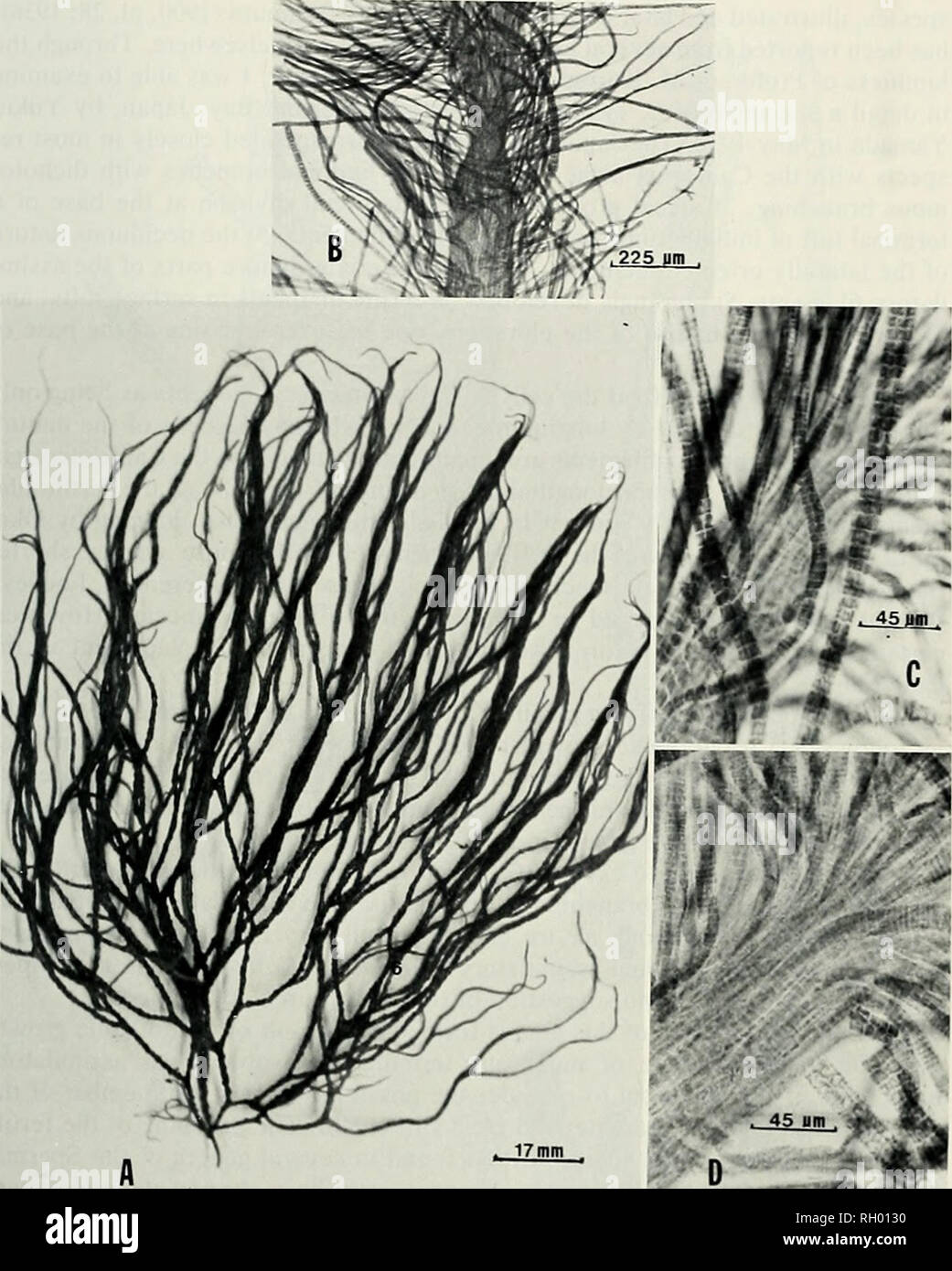 . Bulletin. Science; Natural history; Natural history. BROWN ALGAE NEW ...