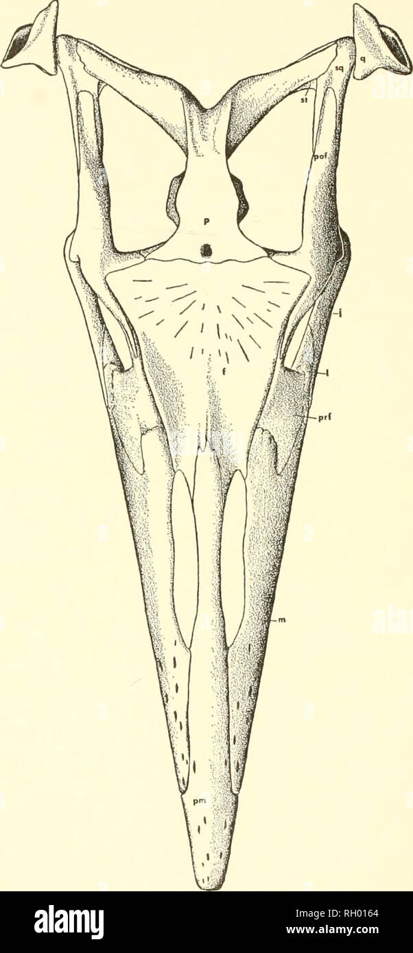 . Bulletin. Natural history. 172 PEABODY MUSEUM BULLETIN 23. Text-fig ...