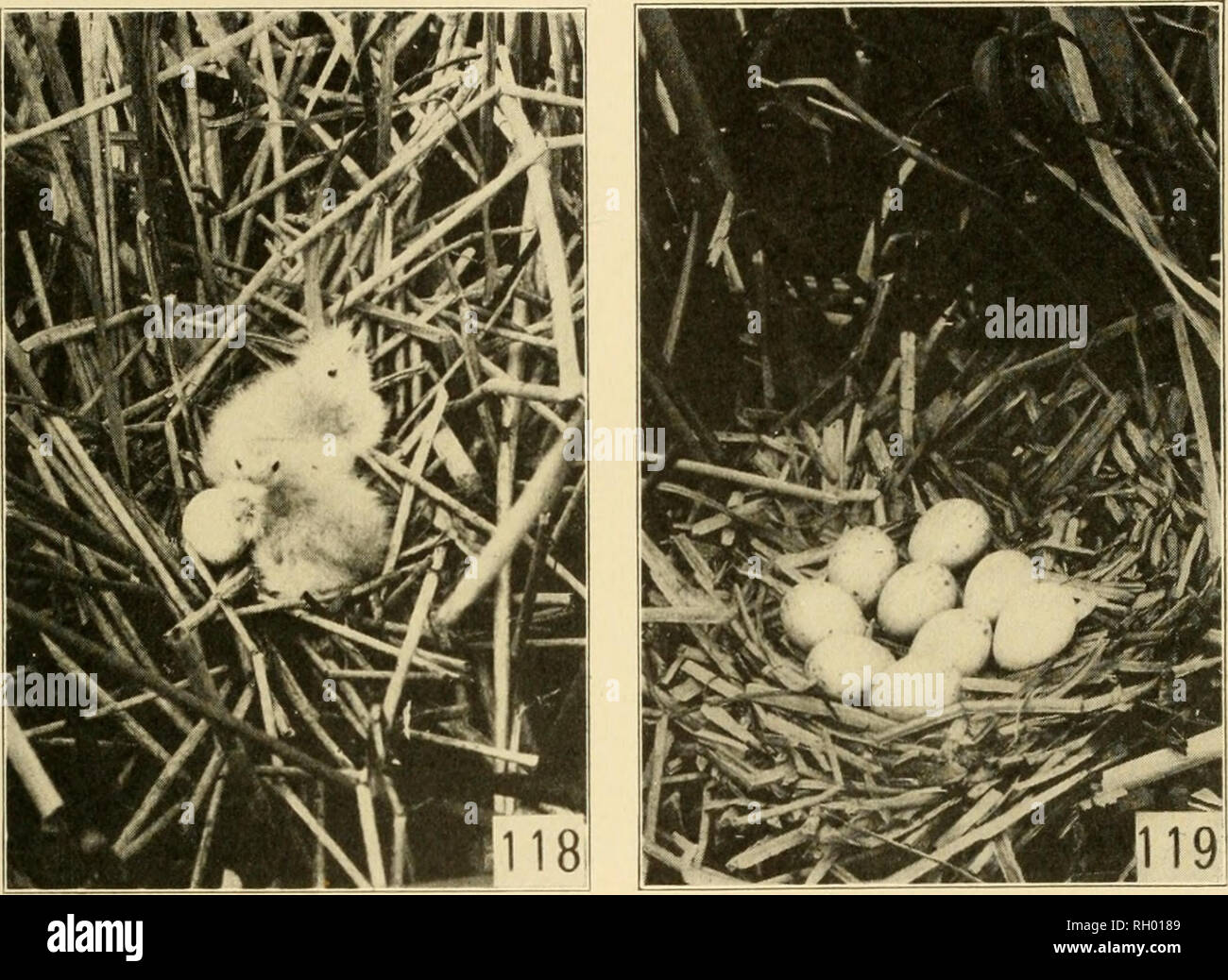 Crude nest hi-res stock photography and images - Alamy