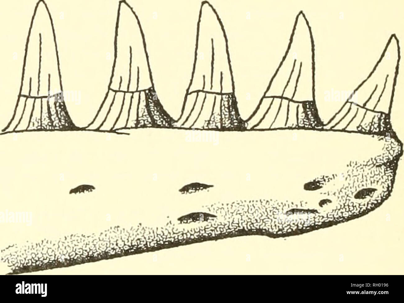 Platecarpus ictericus hi-res stock photography and images - Alamy