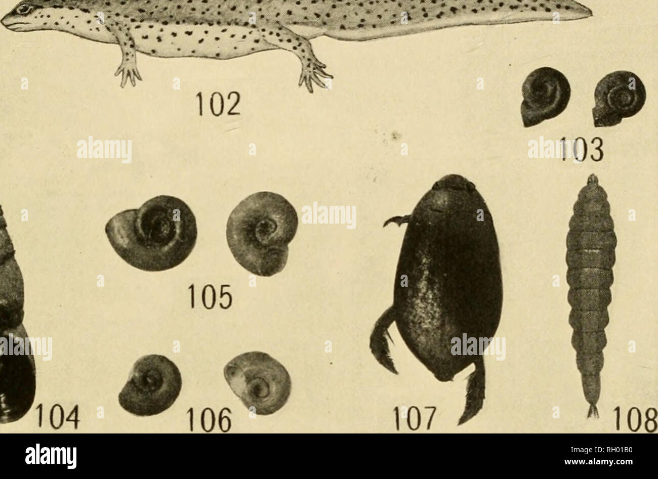 Black bullhead ameiurus melas hi-res stock photography and images - Alamy