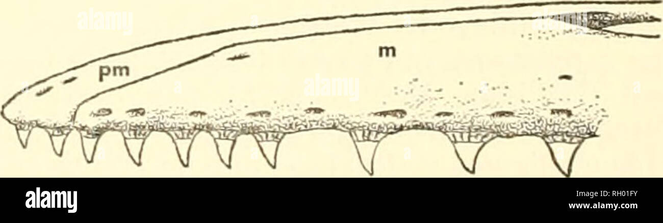 Clidastes propython hi-res stock photography and images - Alamy