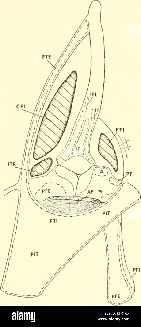 . Bulletin. Natural history. RUSSELL; AMERICAN MOSASAURS 117. Text-fig ...