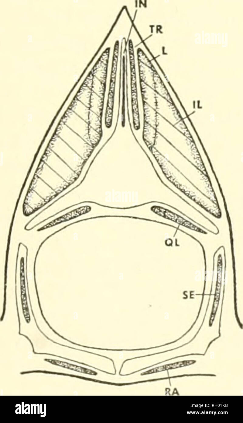 . Bulletin. Natural history. RUSSELL: AMERICAN MOSASAURS 109 the order ...