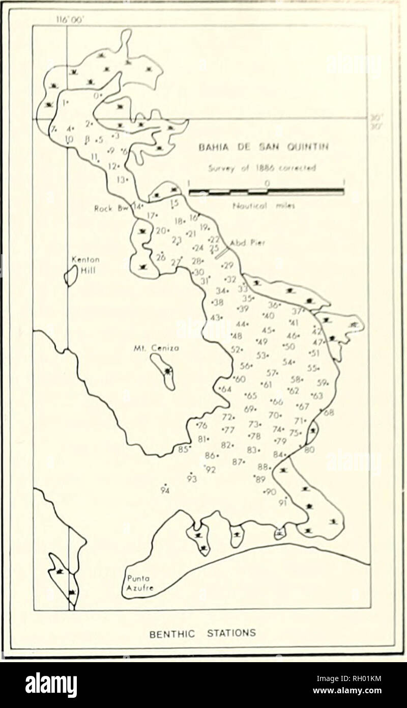 Tubificidae hi-res stock photography and images - Alamy