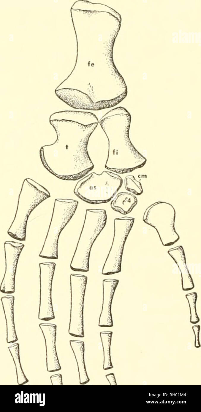 . Bulletin. Natural history. 104 PEABODY MUSEUM BULLETIN 23 moderately ...
