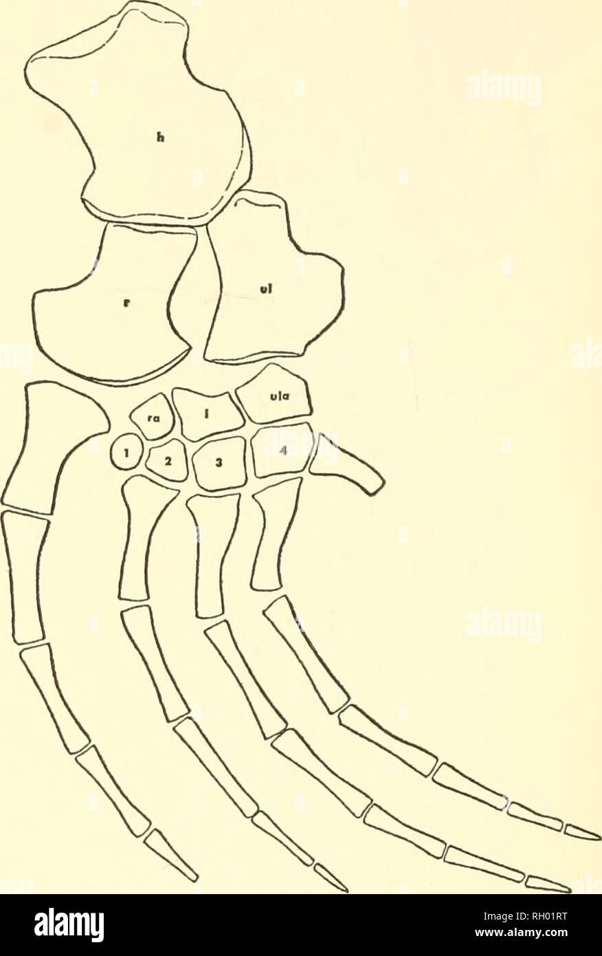 Clidastes High Resolution Stock Photography and Images - Alamy