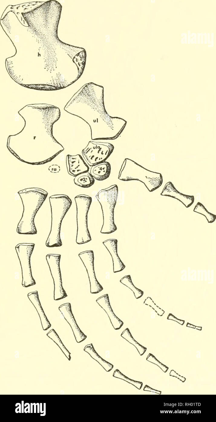 . Bulletin. Natural history. RUSSELL: AMERICAN MOSASAURS 95. Text-fig ...