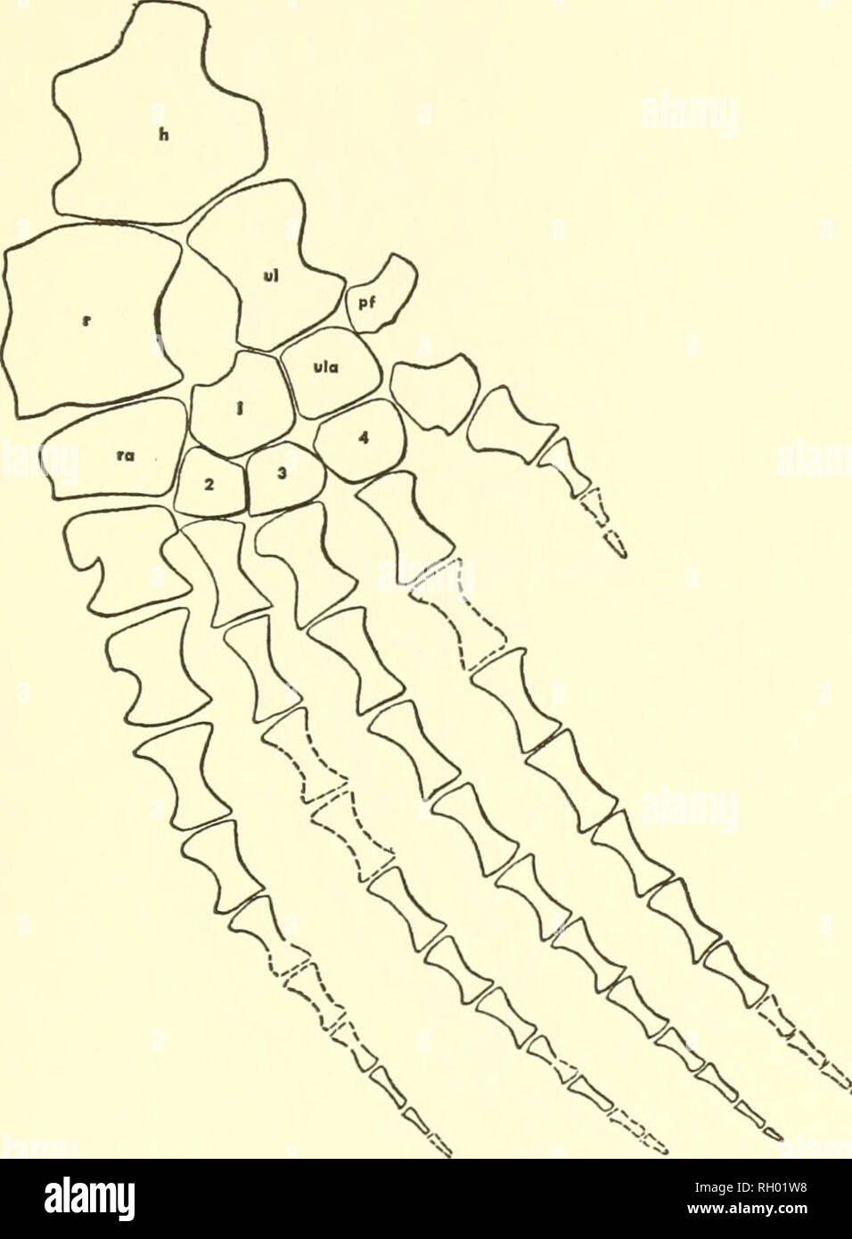 . Bulletin. Natural history. RUSSELL: AMERICAN MOSASAURS 93. Text-fig ...