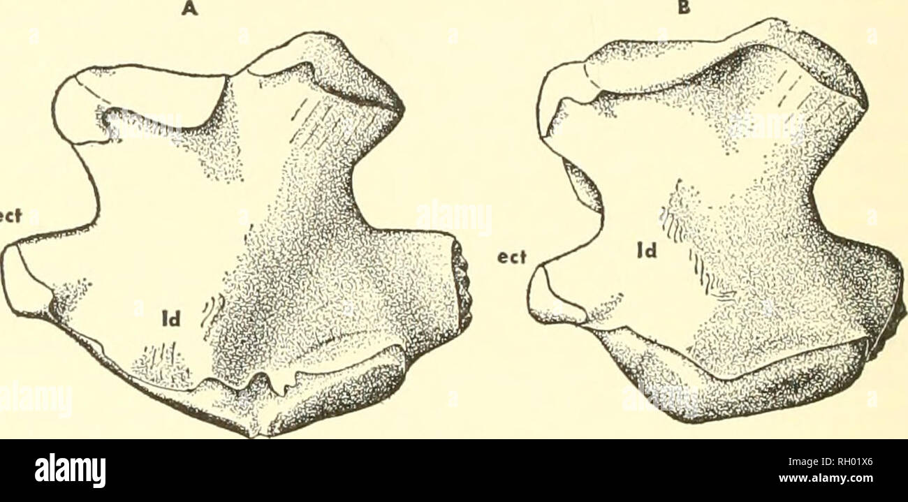 . Bulletin. Natural history. 90 PEABODY MUSEUM BULLETIN 23 the bone ...