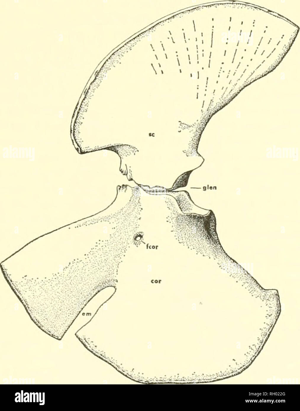 . Bulletin. Natural history. RUSSELL: AMERICAN MOSASAURS 83 ...