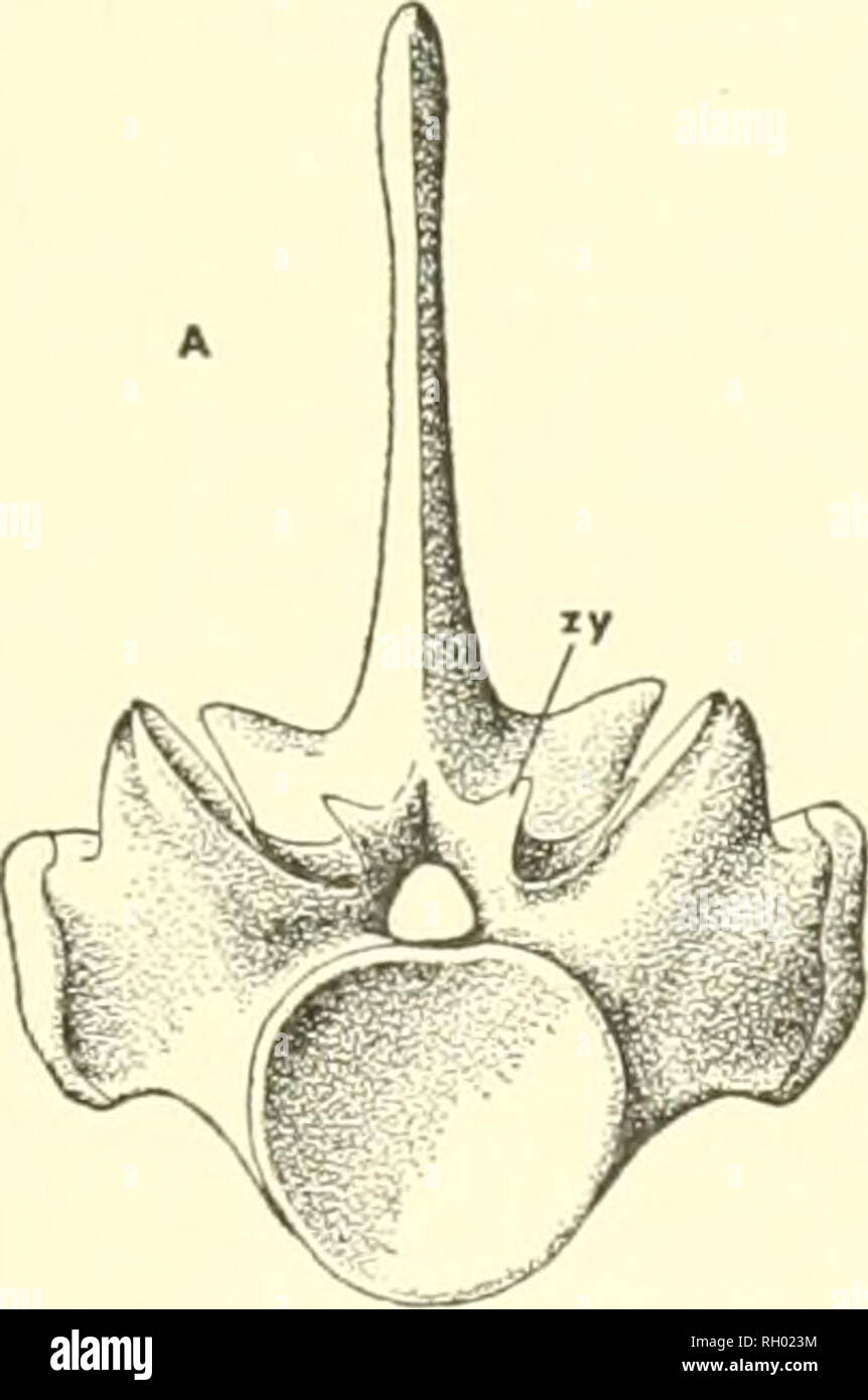 . Bulletin. Natural history. RUSSELL: AMERICAN MOSASAURS 75 muscles ...