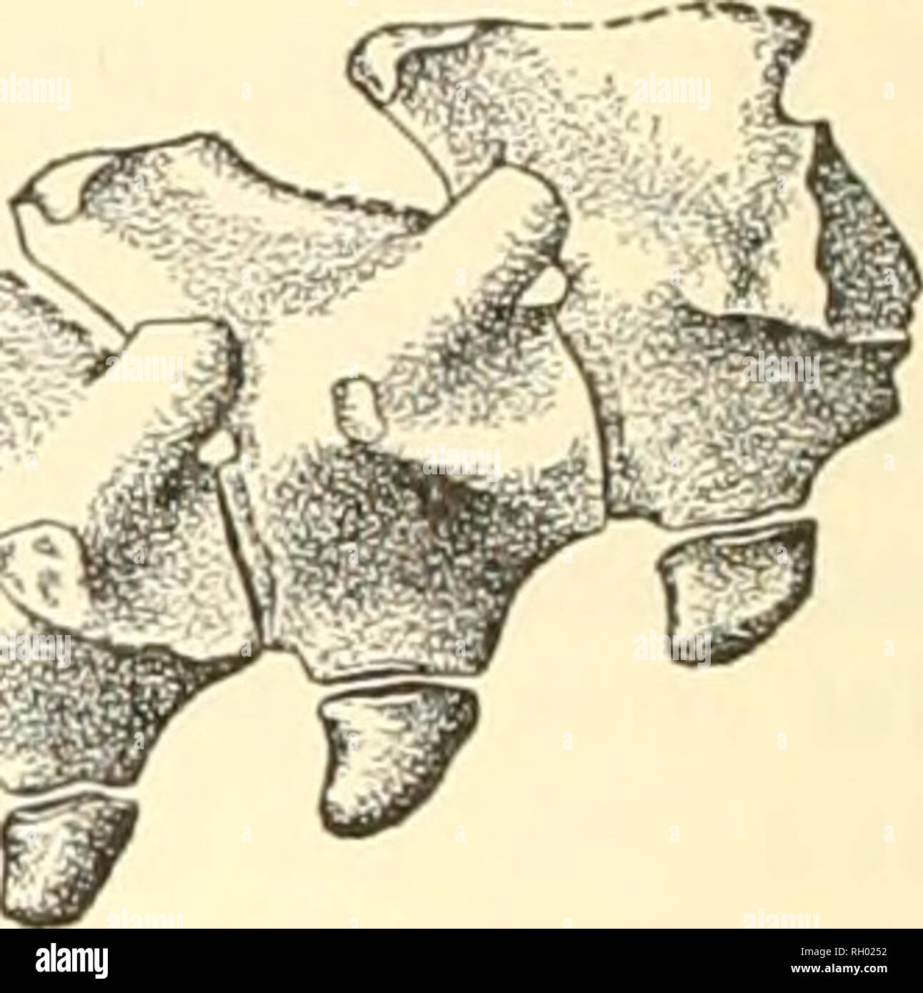 . Bulletin. Natural history. Text-fig. 40. Anterior portion of ...