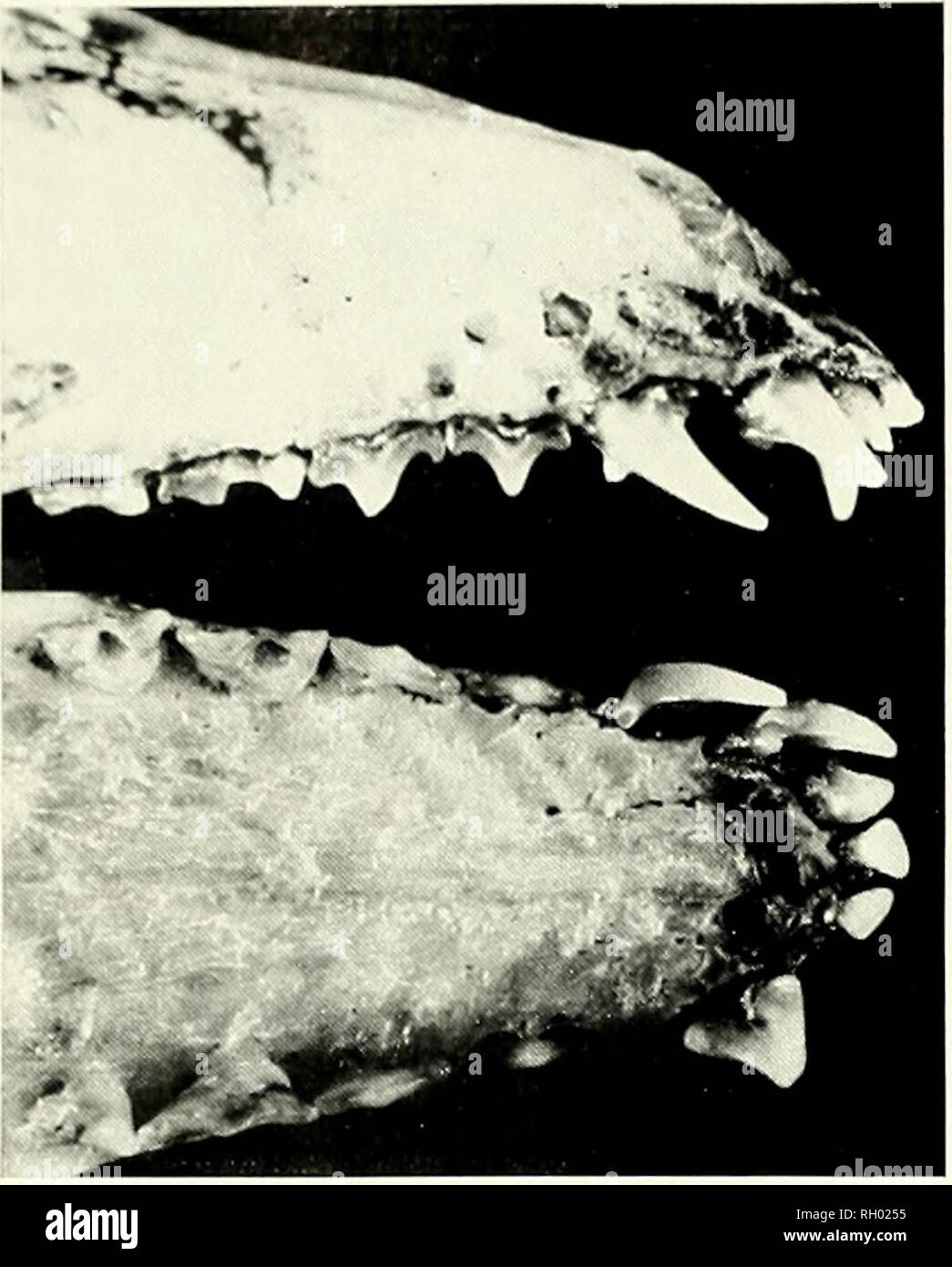 Hyperdontia hi-res stock photography and images - Alamy