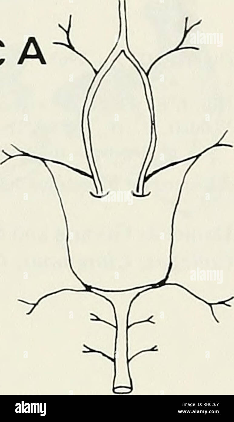 Sca cerebral hi-res stock photography and images - Alamy