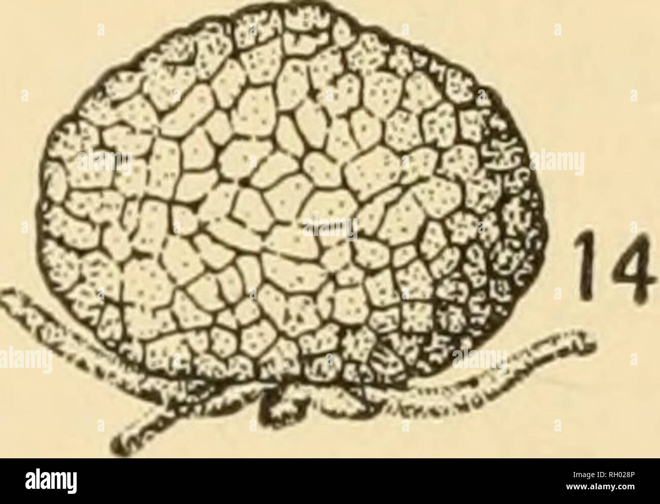 Peridinium hi-res stock photography and images - Alamy