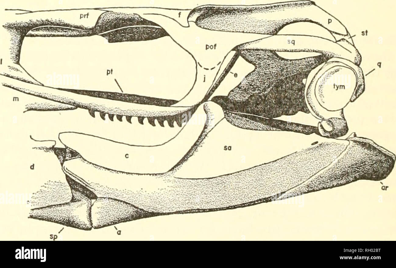 . Bulletin. Natural history. 60 PEABODY MUSEUM BULLETIN 23 Cranial ...