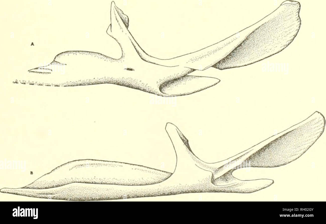 . Bulletin. Natural history. RUSSELL: AMERICAN MOSASAURS 43 face is a ...