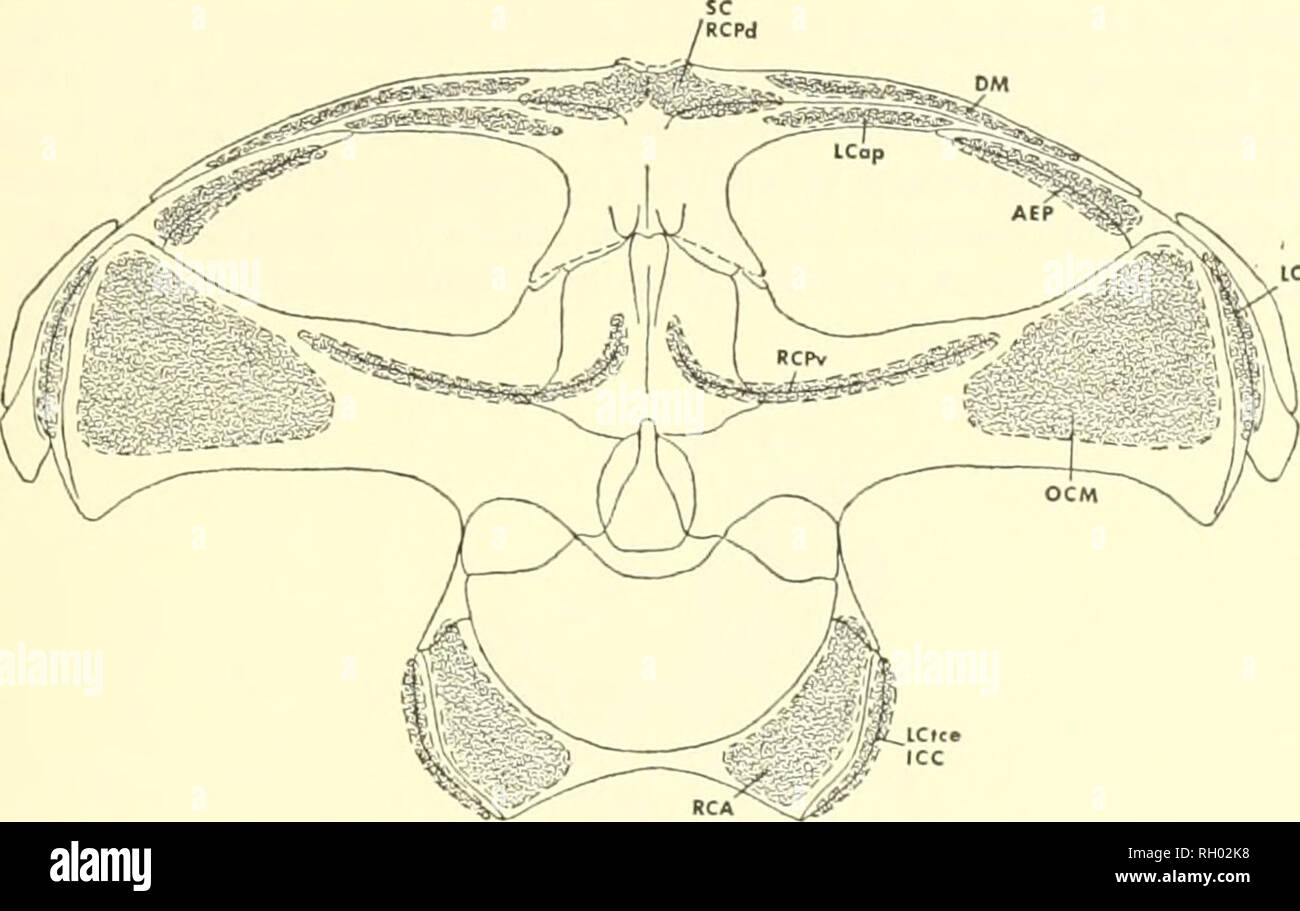 . Bulletin. Natural history. RUSSELL: AMERICAN MOSASAURS 39 Strongly ...