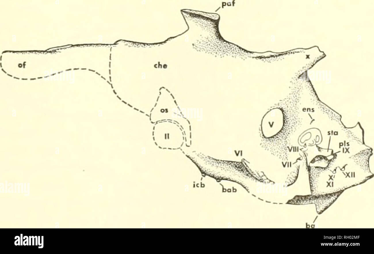 . Bulletin. Natural history. Text-fig. 15. Medial view of prootic of ...