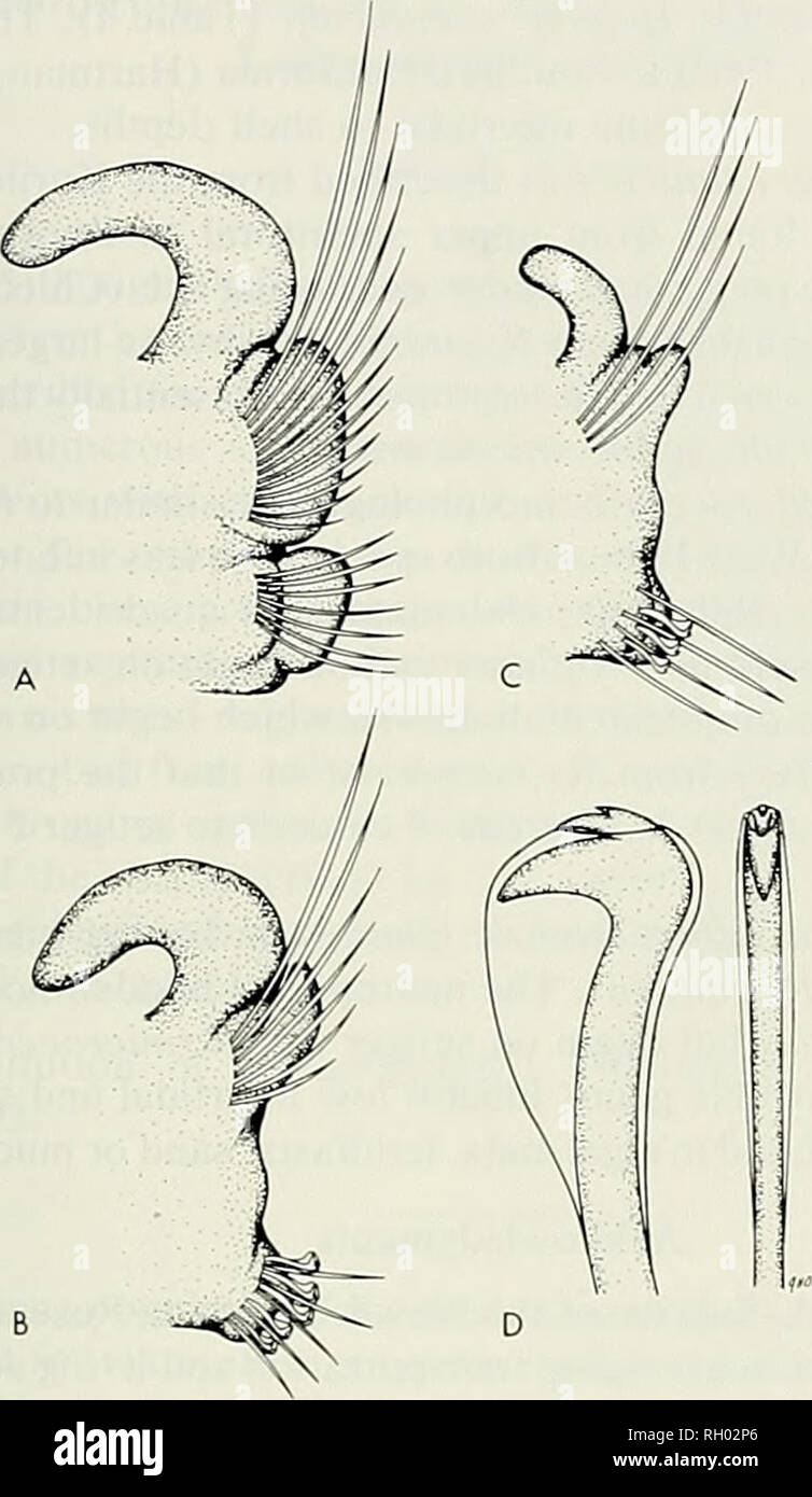 . Bulletin. Science; Natural history; Natural history. A NEW POLYCHAETE ...