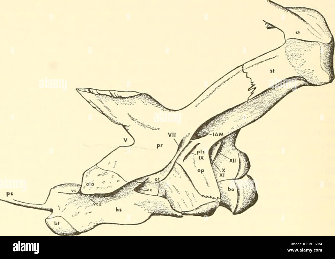 Clidastes propython hi-res stock photography and images - Alamy