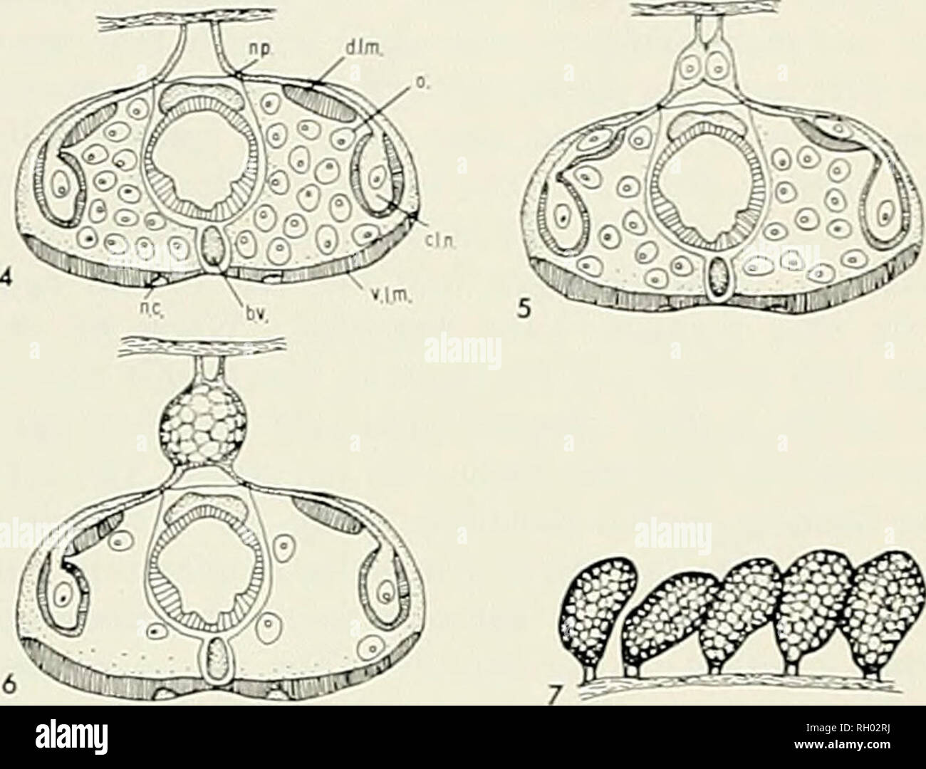 Spionidae hi-res stock photography and images - Alamy