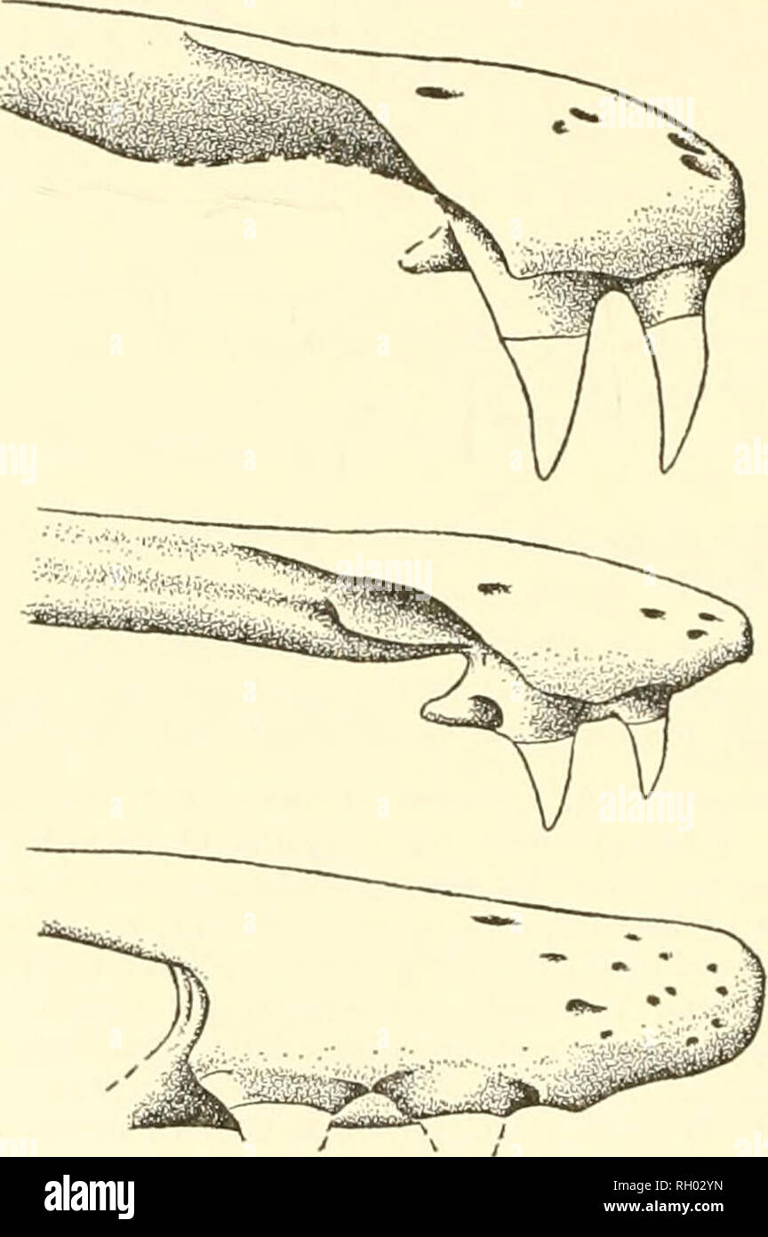 . Bulletin. Natural history. 16 PEABODY MUSEUM BULLETIN 23 For ...