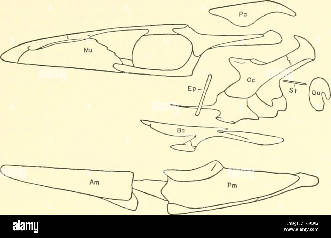 . Bulletin. Natural history. RUSSELL: AMERICAN MOSASAURS 15. Text-fig ...