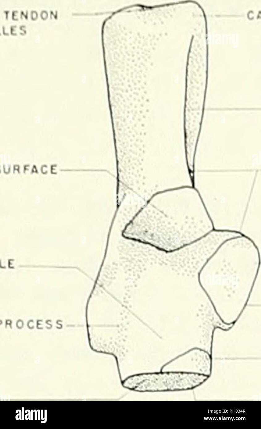 Calcaneal tuberosity hi-res stock photography and images - Alamy
