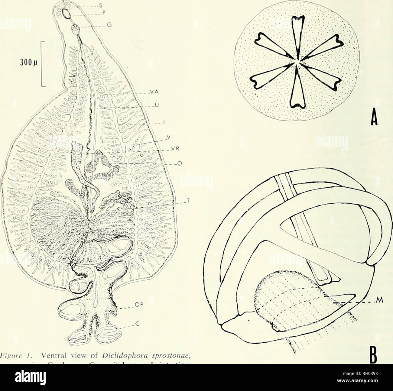 Opisthaptor hi-res stock photography and images - Alamy
